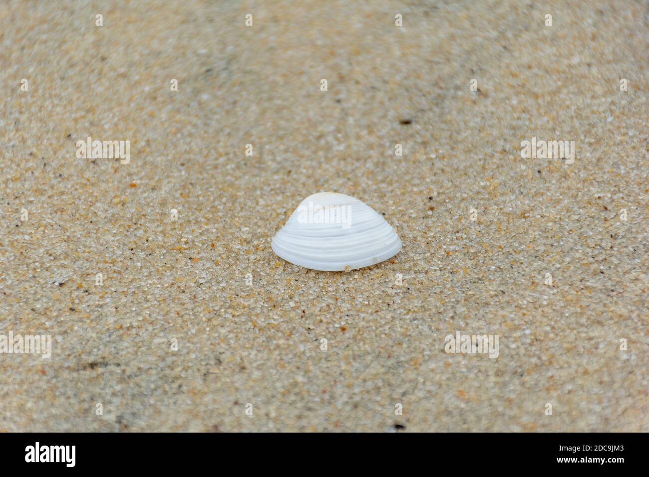 Close-up of a white shell on the beach sand Stock Photo - Alamy