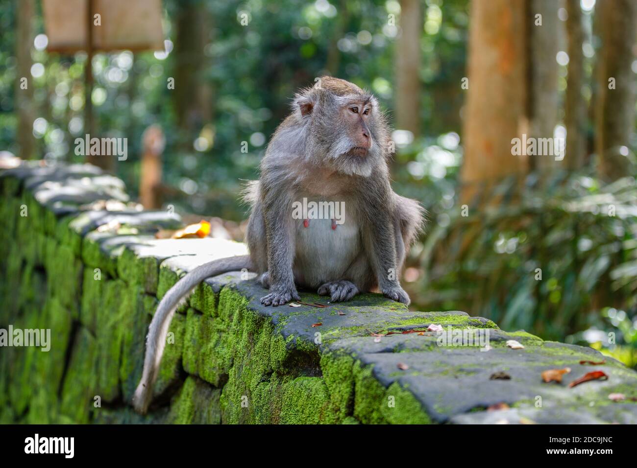Long-tailed or Crab-eating adult macaque, full body shot. Sangeh Monkey ...