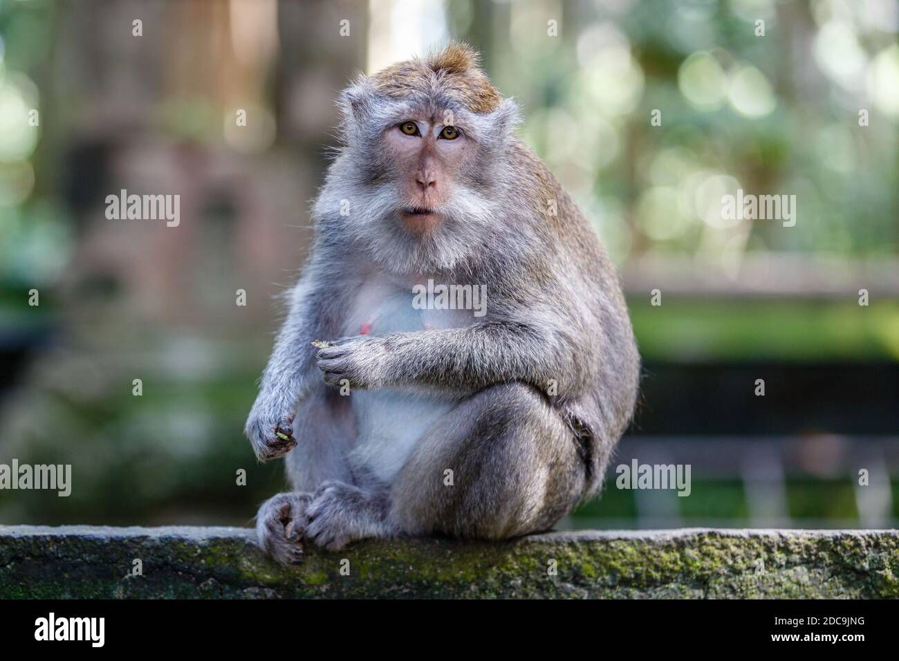 Long-tailed or Crab-eating adult macaque, full body shot. Sangeh Monkey ...