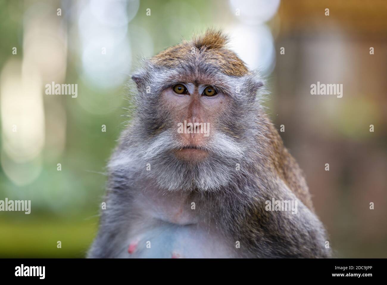 Obyek wisata sangeh hi-res stock photography and images - Alamy