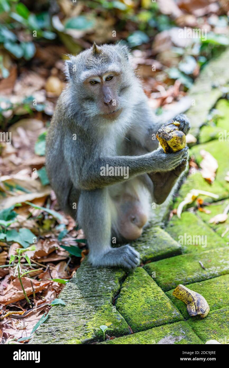 Long-tailed or Crab-eating adult macaque, full body shot. Sangeh Monkey ...