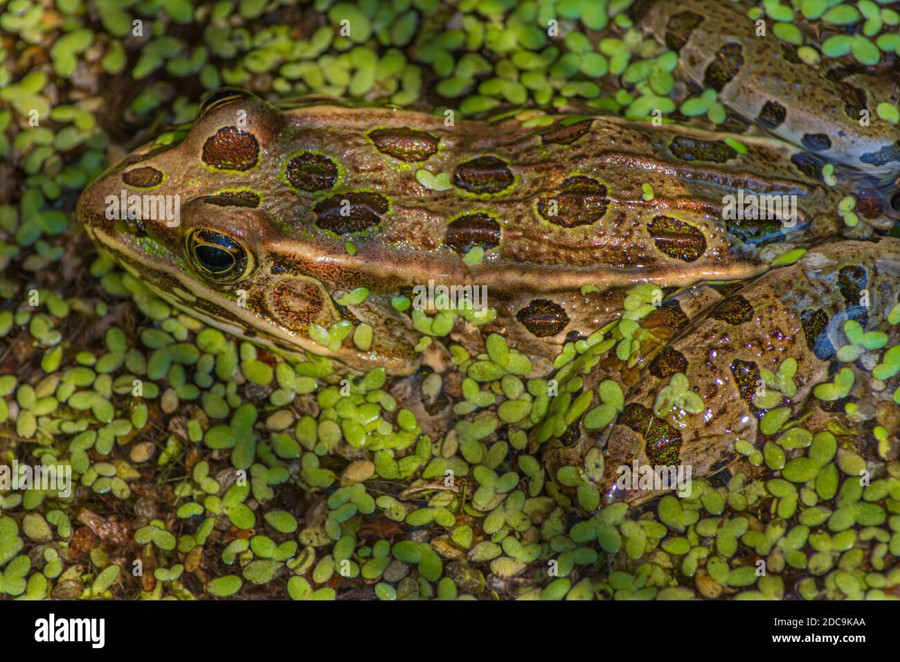 Meadow frog hi-res stock photography and images - Alamy