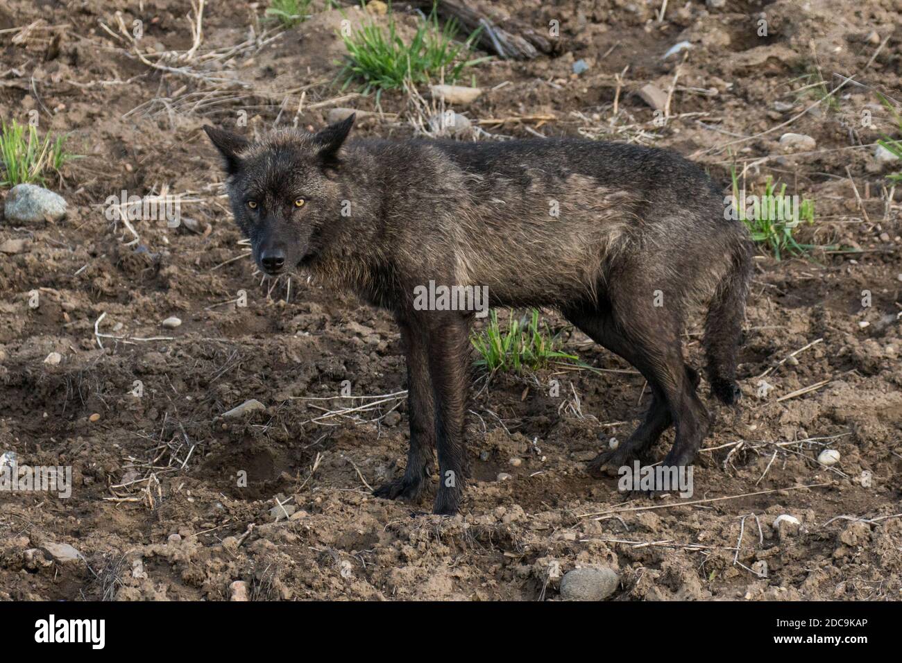 Yellowstone national park wolf project hi-res stock photography and ...