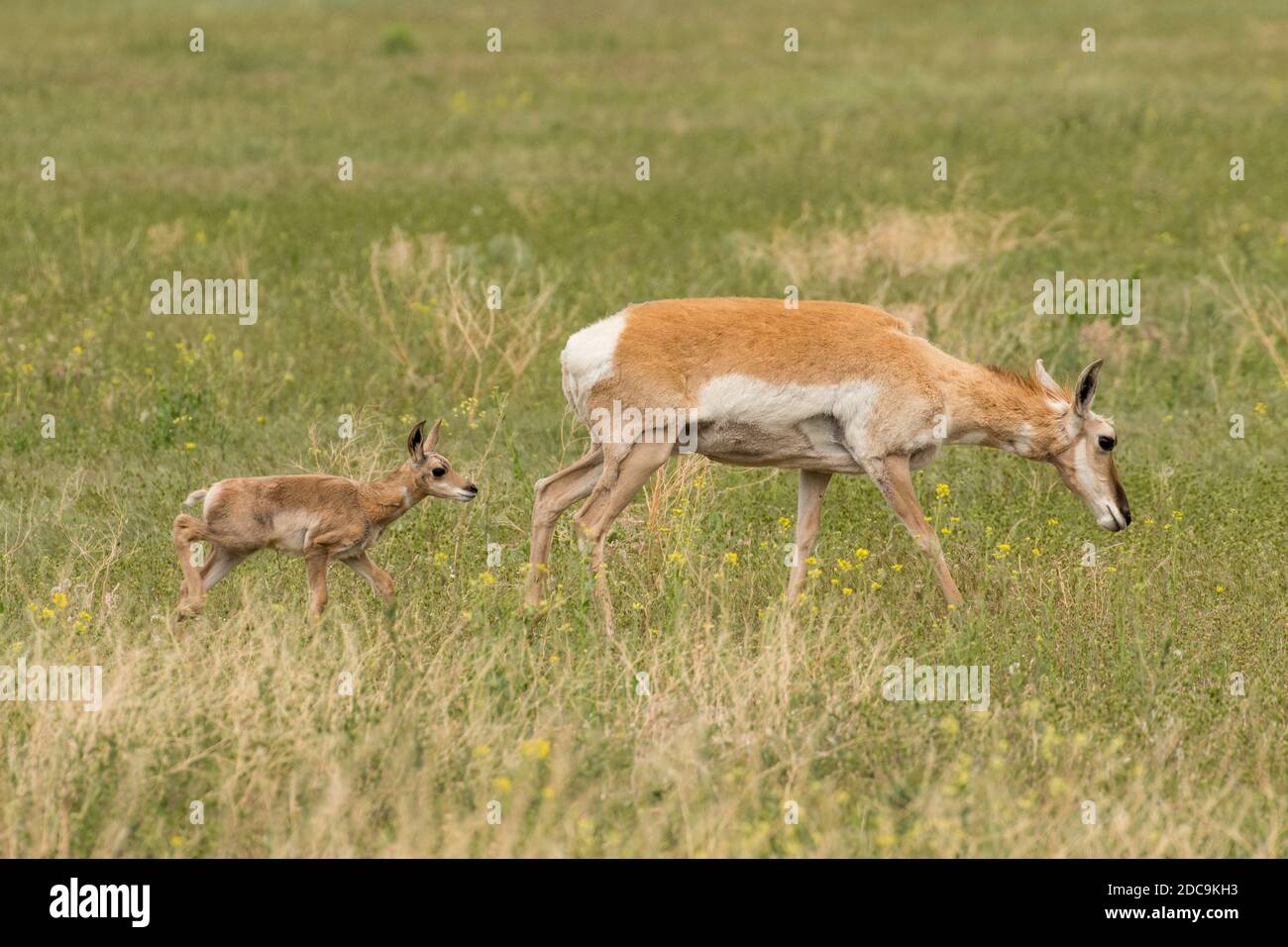 Antelope fawn hi-res stock photography and images - Alamy