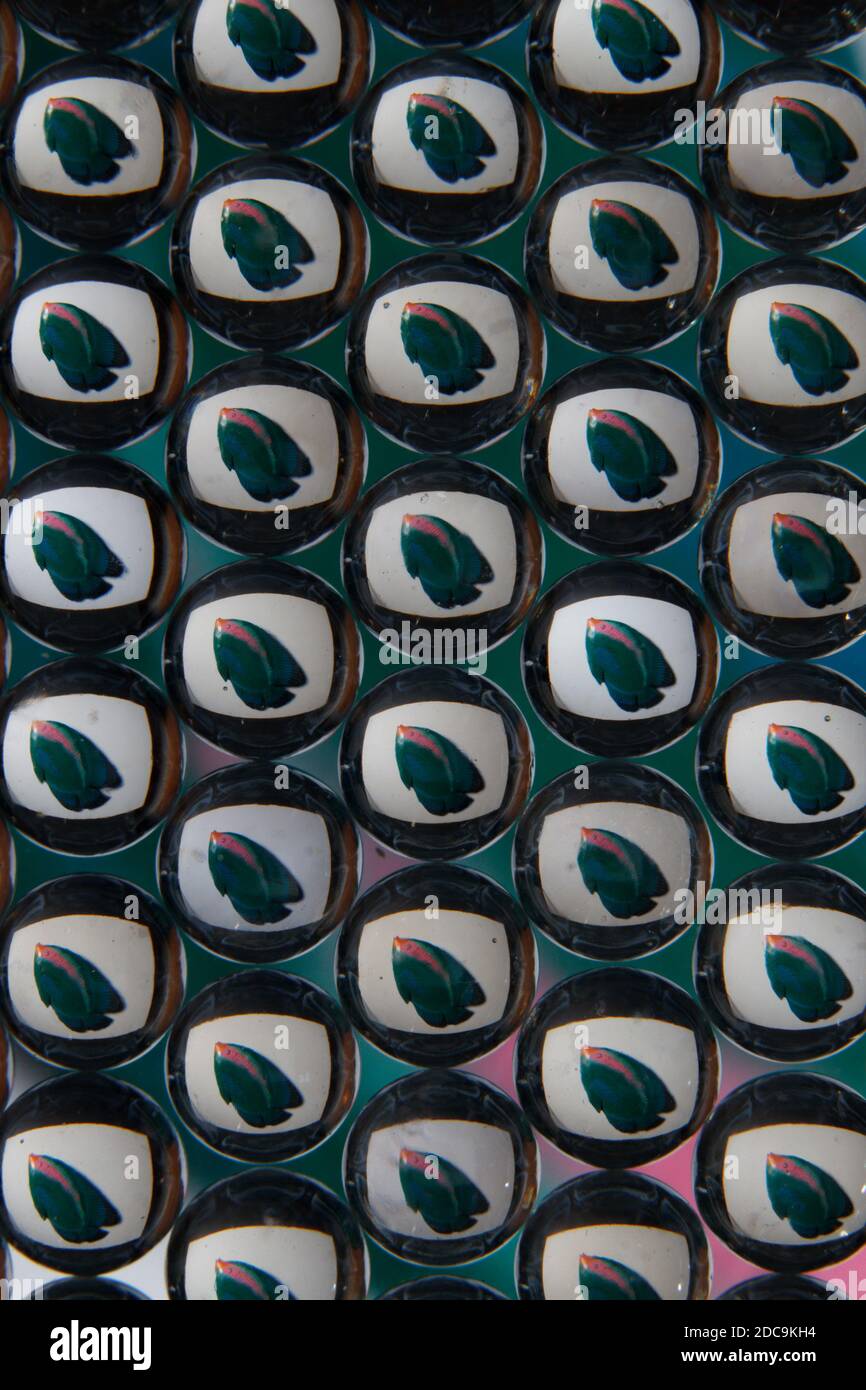 tropical fish refracted through glass balls Stock Photo - Alamy