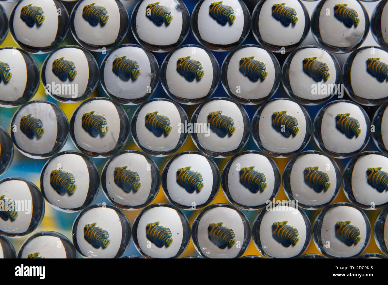 tropical fish refracted through glass balls Stock Photo - Alamy