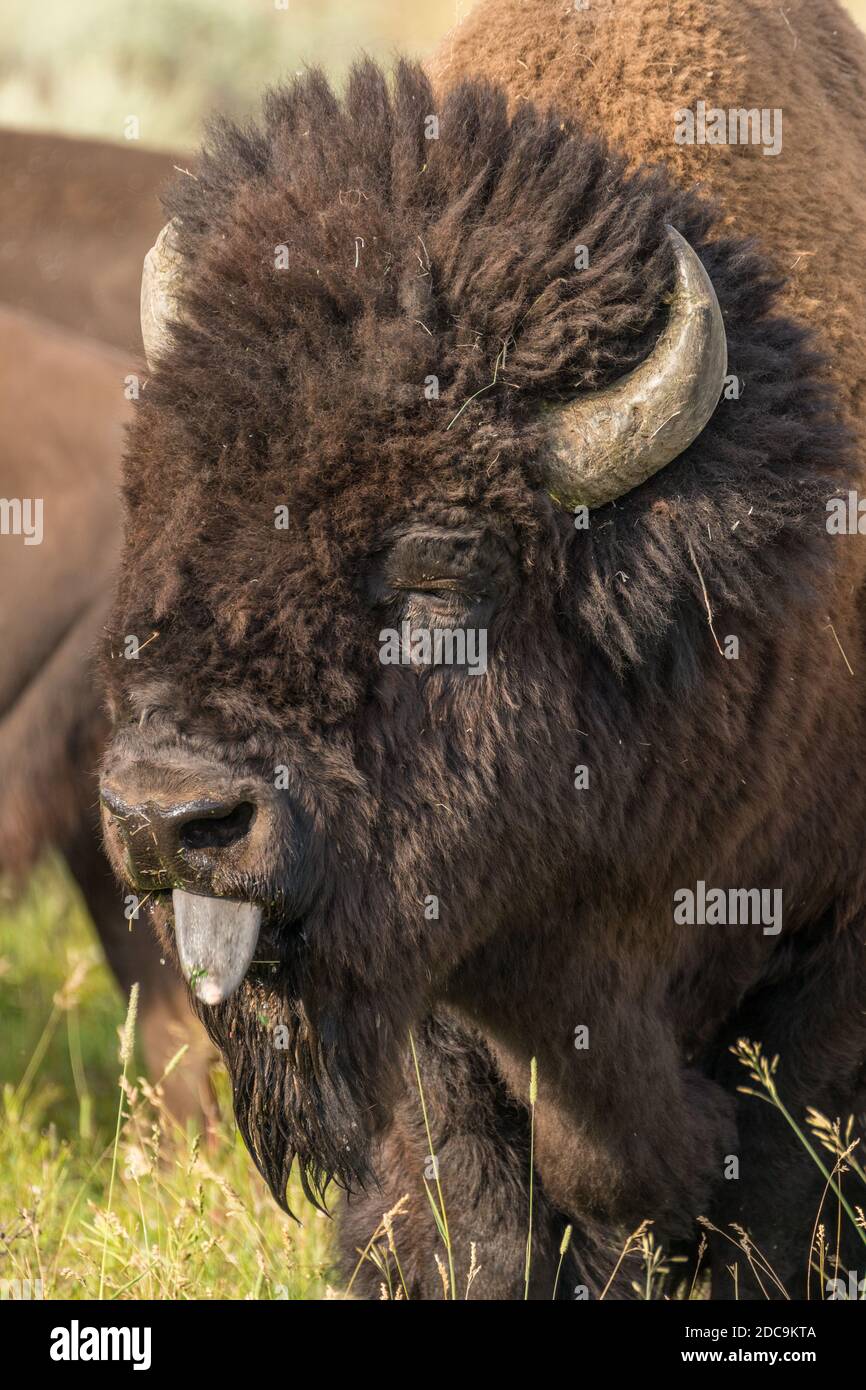 Bison in rut hi-res stock photography and images - Alamy