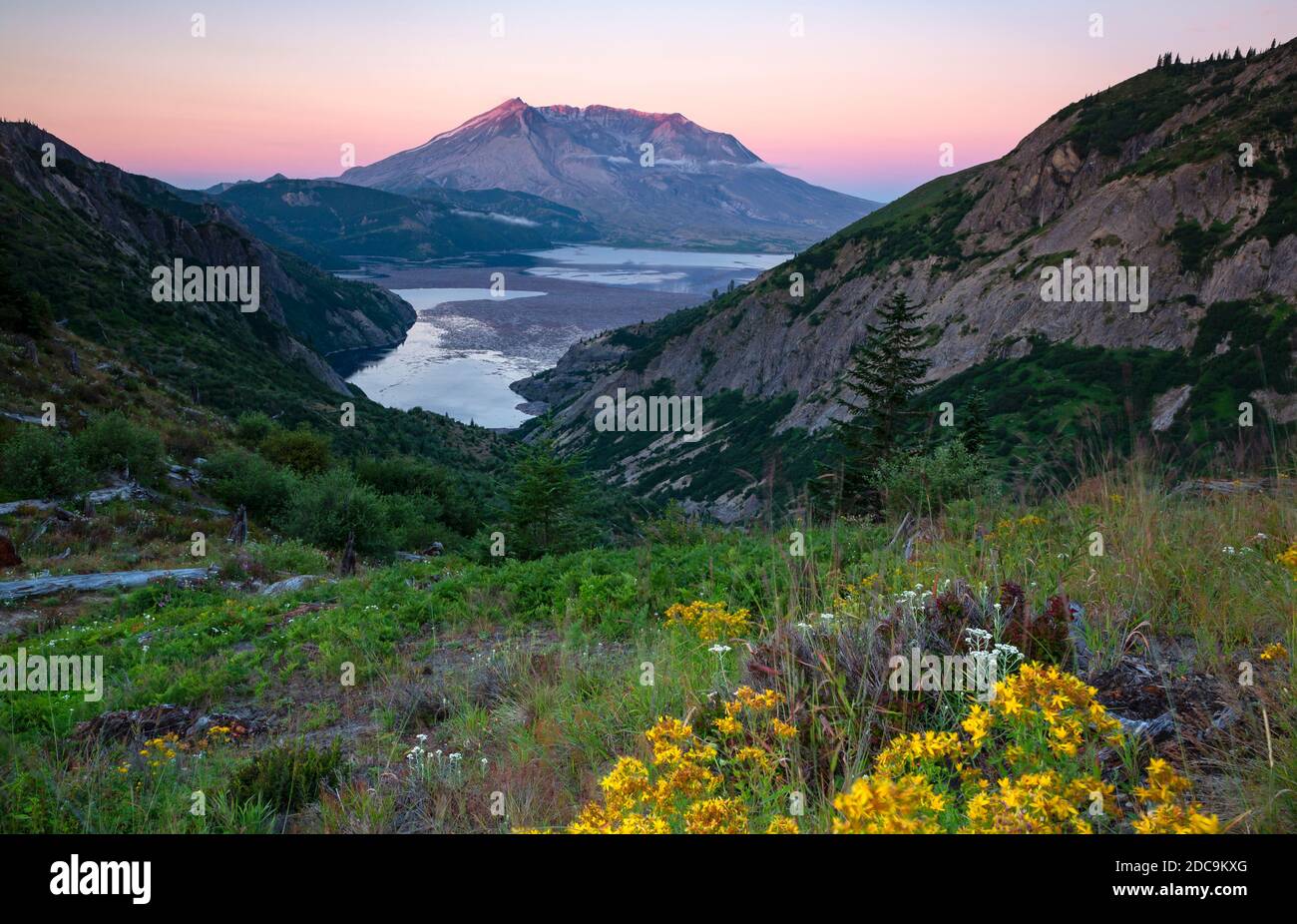 WA18320-00...WASHINGTON - Sunrise on Mount St. Helens from Norway Pass ...