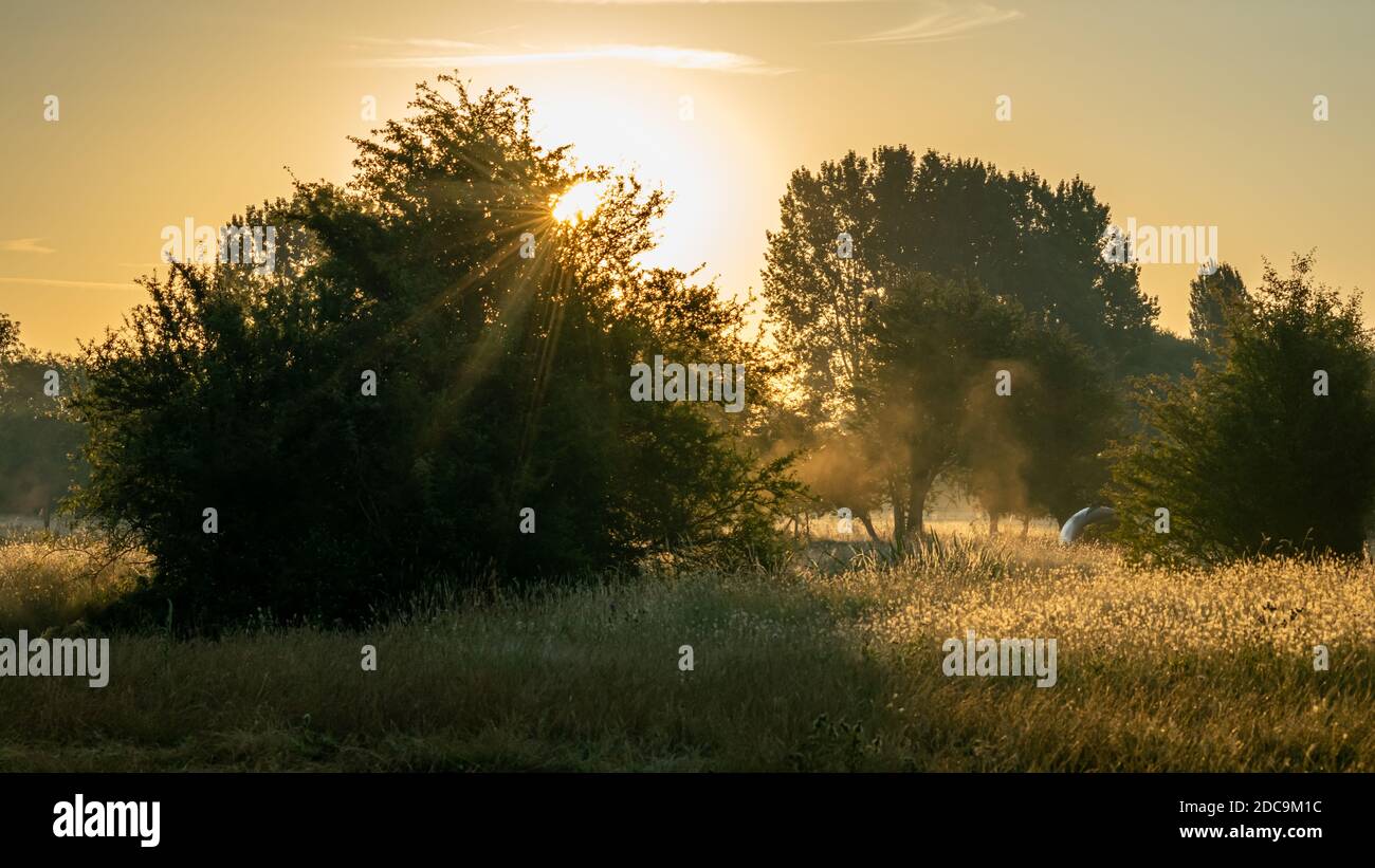 Meadow flooded with morning hazy mist and first rays of sun. Pasture ...