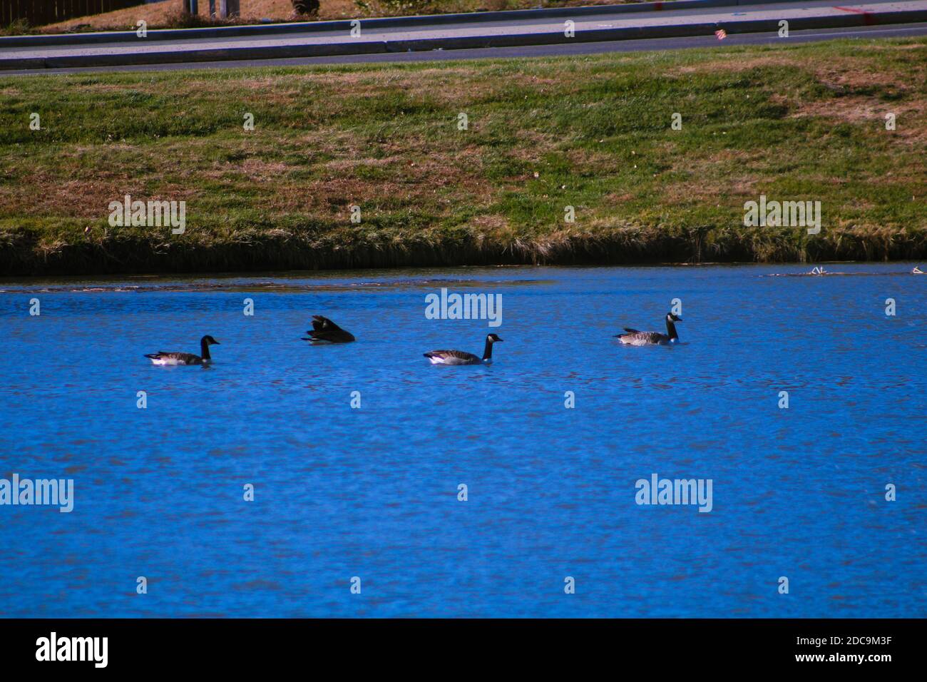 Geese swimming pond hi-res stock photography and images - Alamy