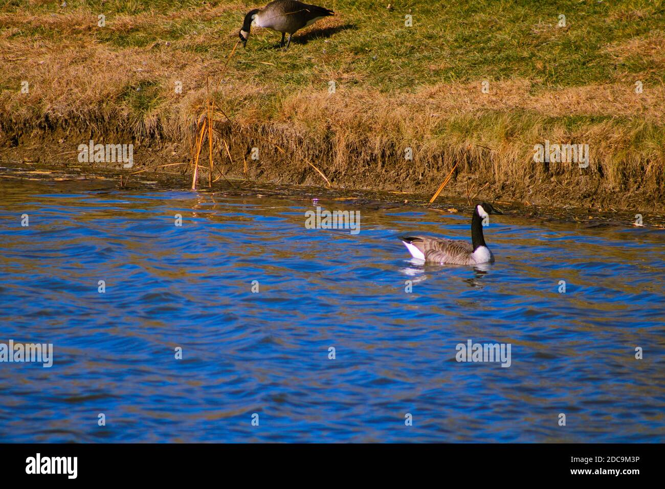 Canadian geese floating swimming hi-res stock photography and images ...