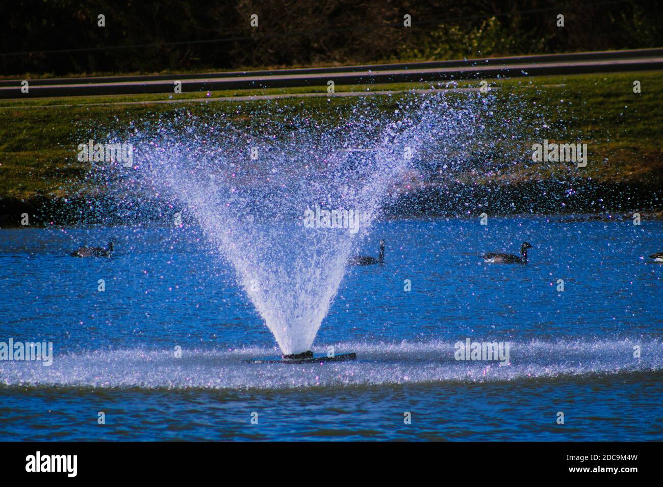 Geese swimming behind the water fountain at the park Stock Photo - Alamy