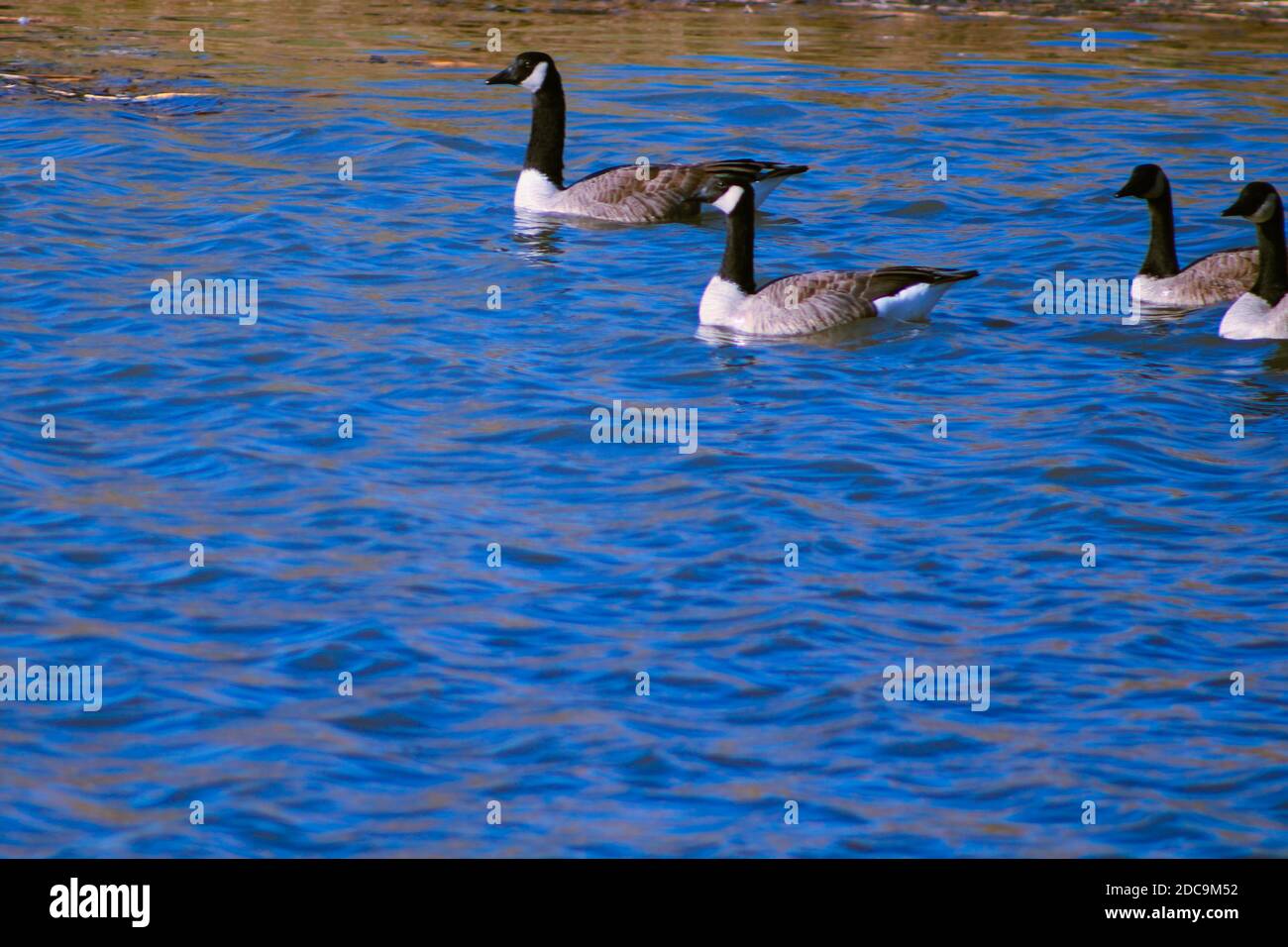 Canadian geese swimming in water hi-res stock photography and images ...