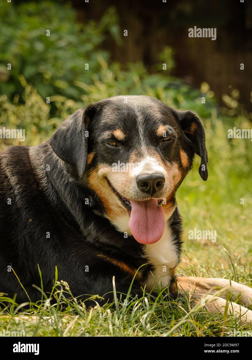 Appenzeller Sennenhund Lab Mix