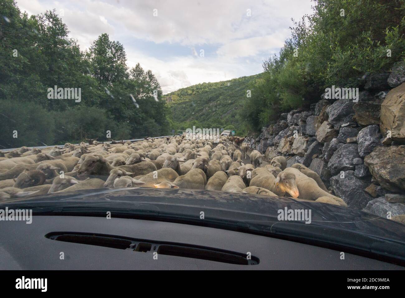 looking out a windshield of a car surrounded by herd of sheep blocking ...