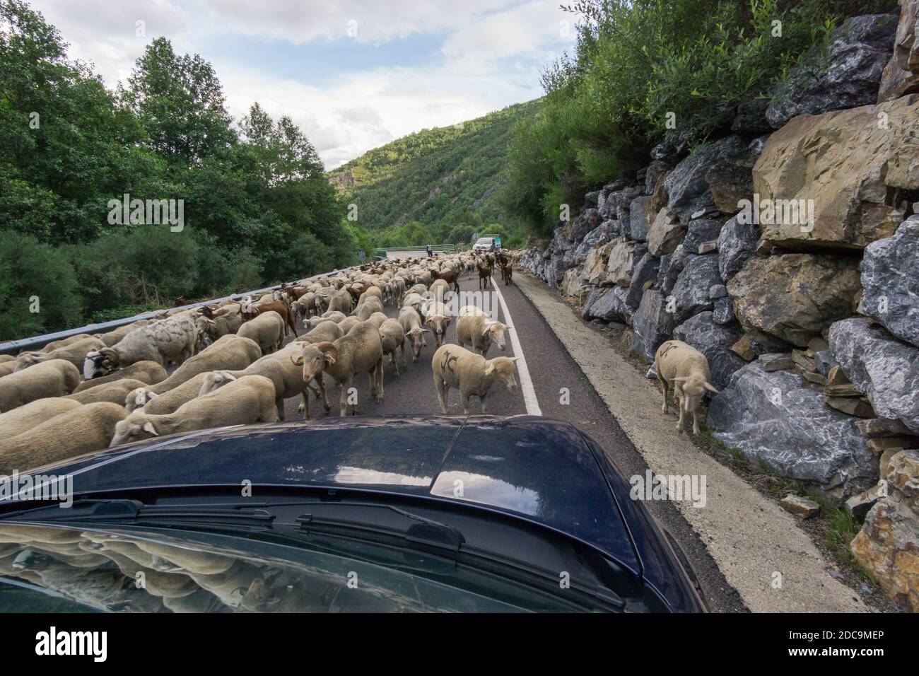 car surrounded by herd of sheep blocking road Stock Photo - Alamy
