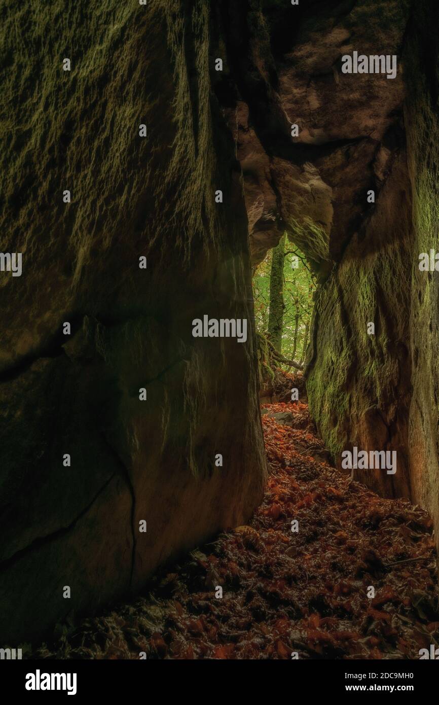 Underground forest hi-res stock photography and images - Alamy