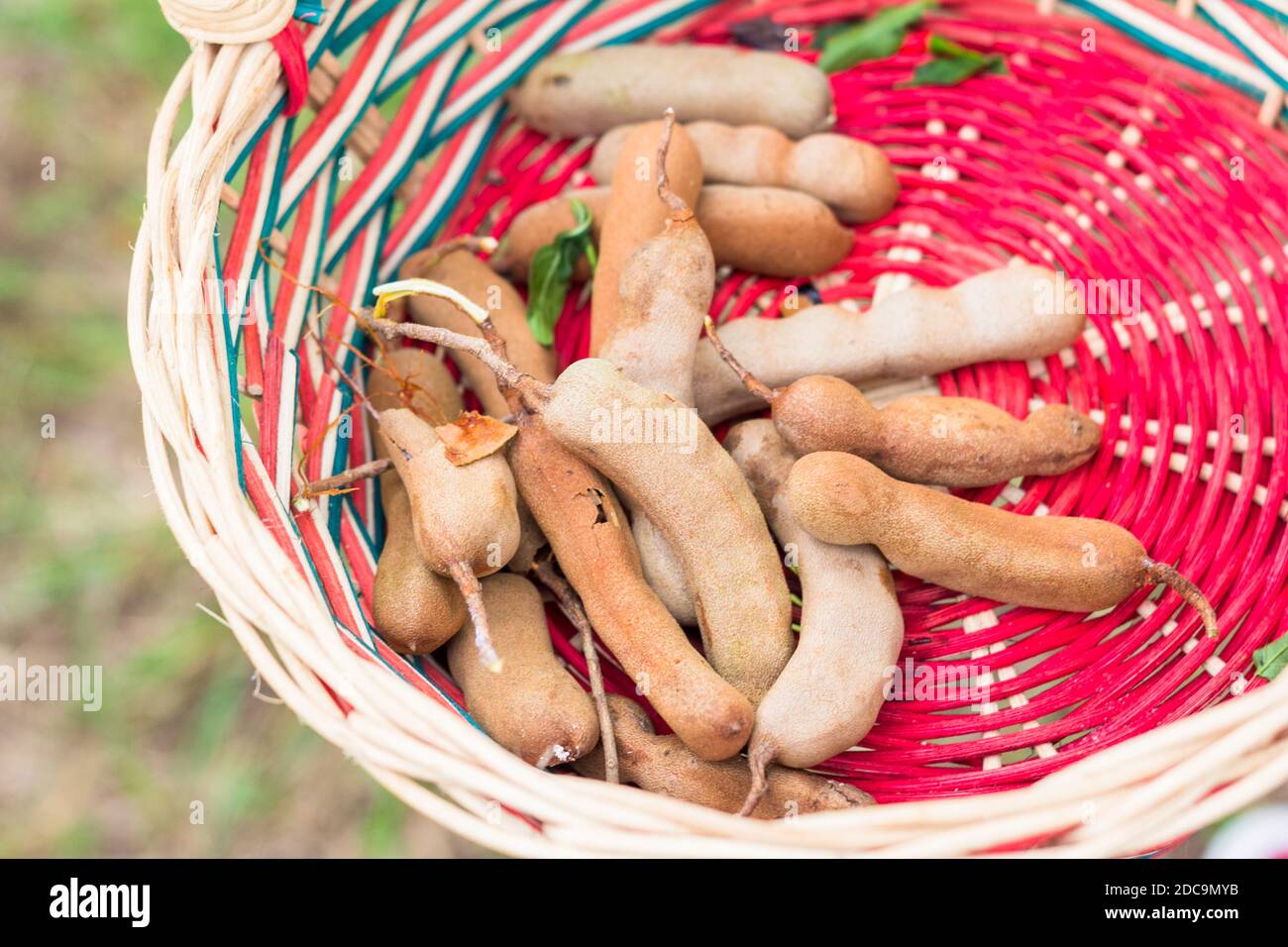 Tamarind fruit harvesting in Nueva Ecija, Philippines Stock Photo - Alamy