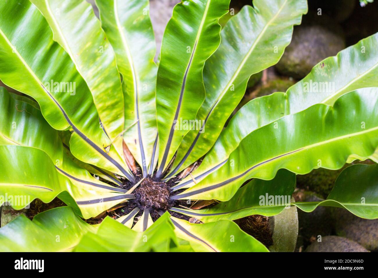 A broadleaf fern from genus Asplenium in Tagaytay City, Philippines ...