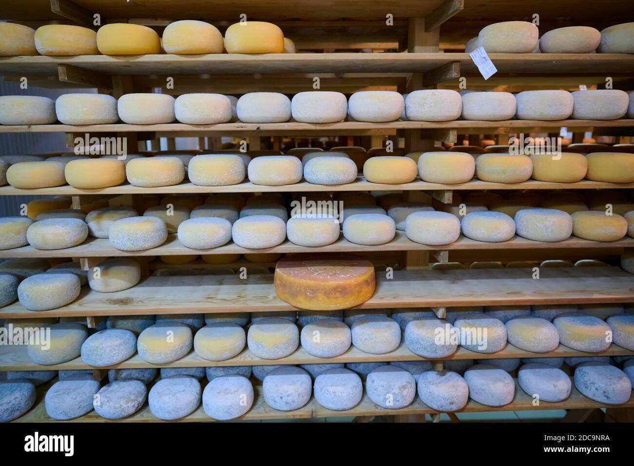 Cheese factory production shelves with aging old cheese Stock Photo - Alamy