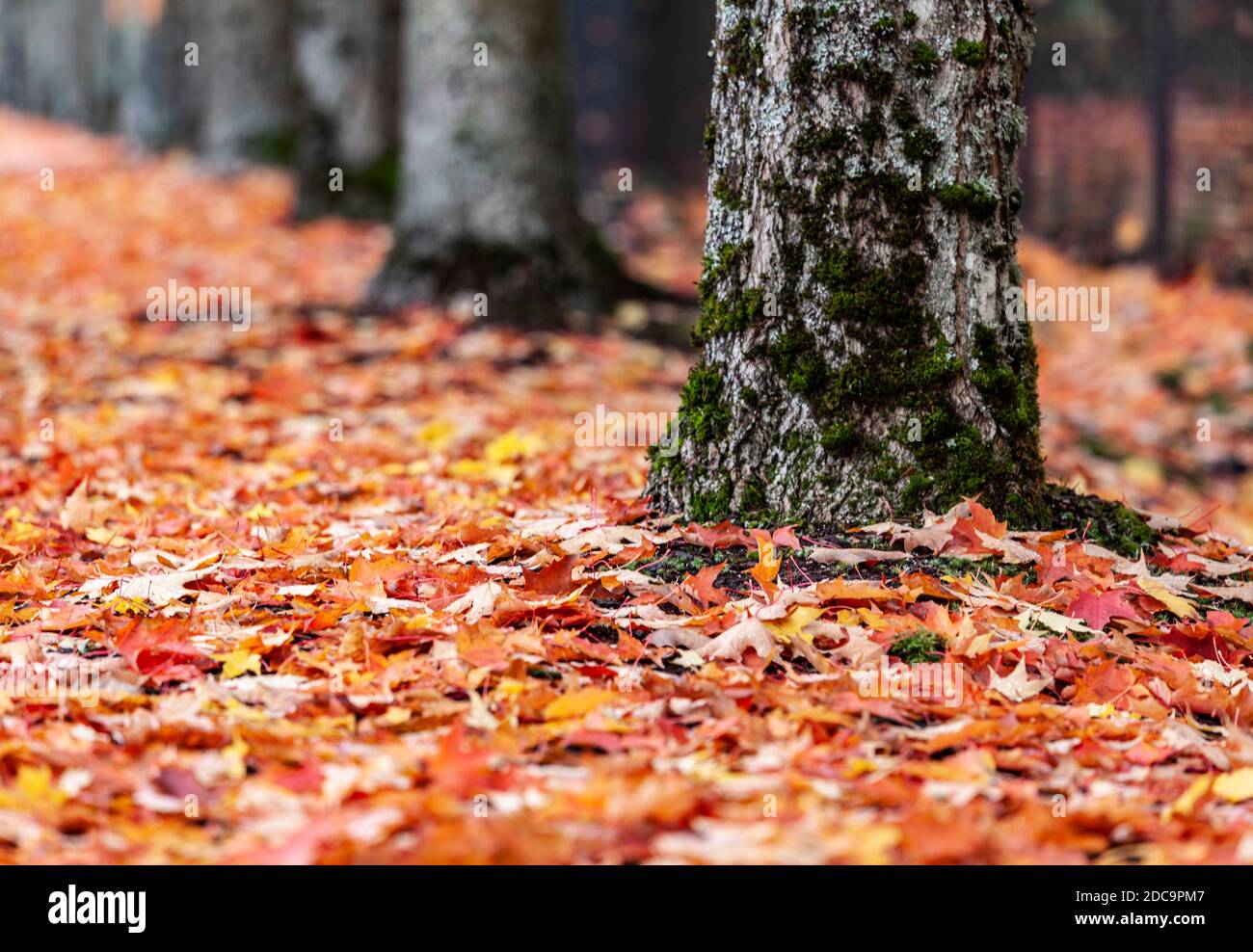 WA17876-00.....WASHINGTON - Fall color in the city of Renton's Gene ...