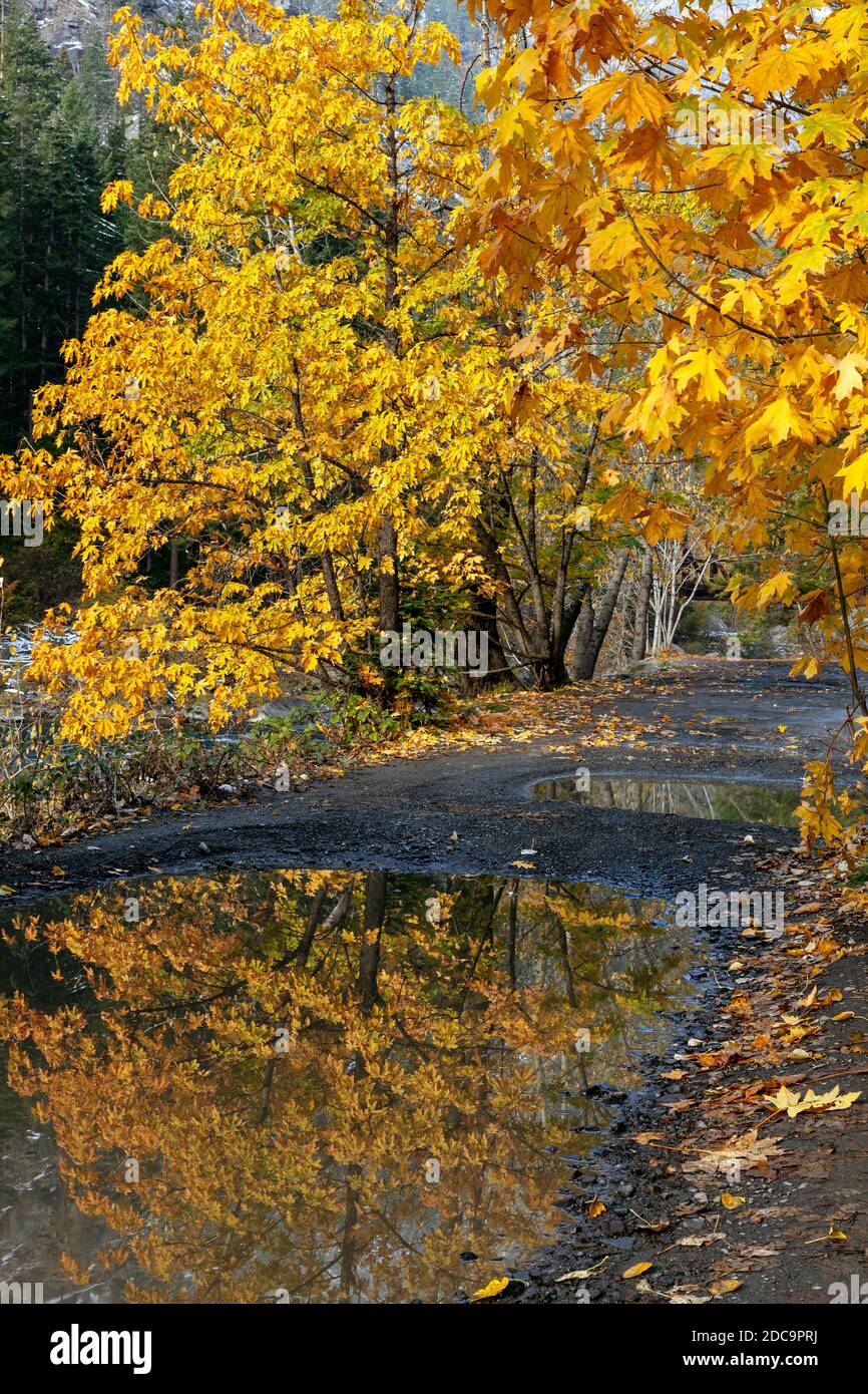WA17882-00....WASHINGTON - Big leaf maple trees in the Tumwater Canyon ...