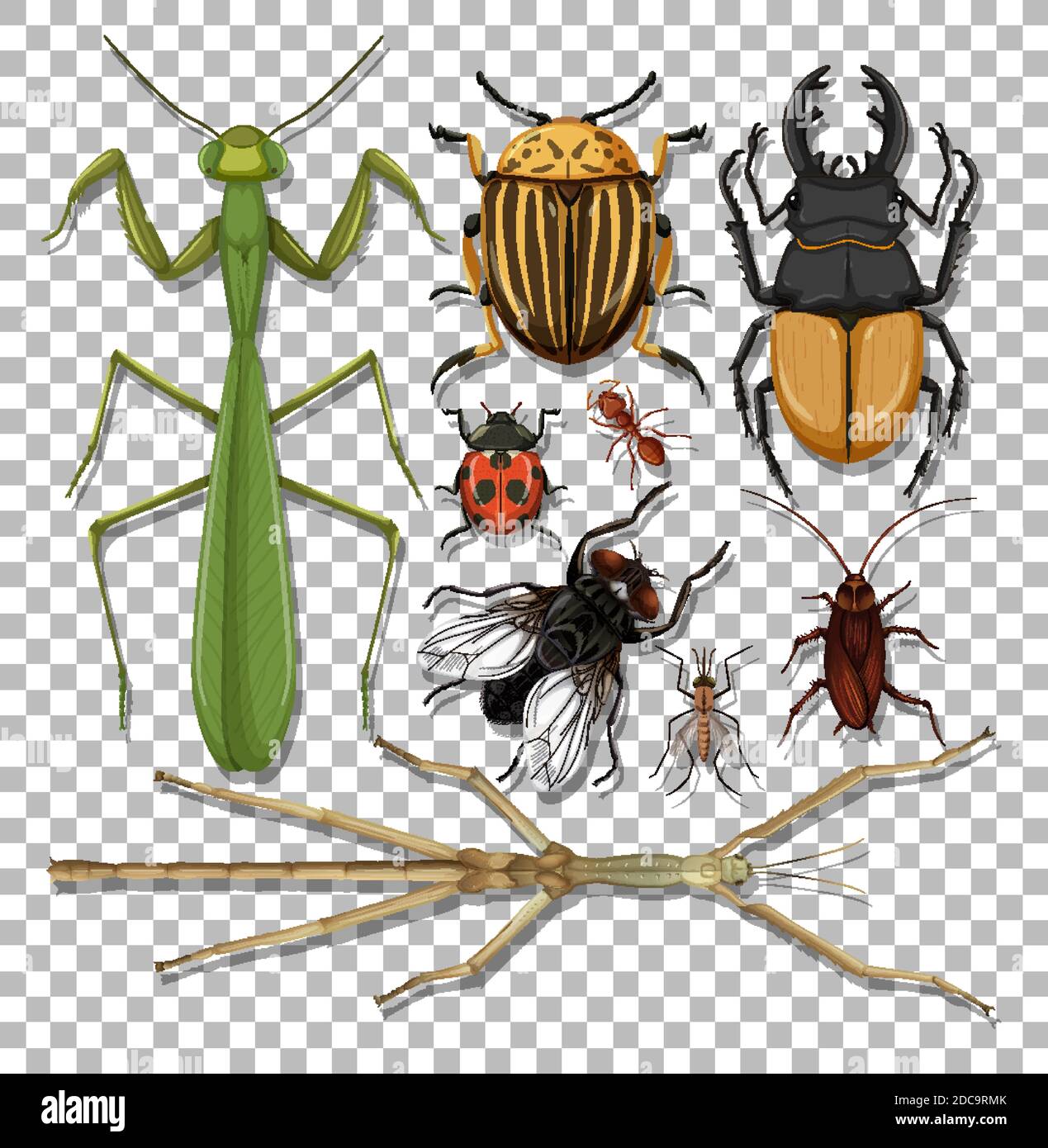 Set of different insects on transparent background illustration Stock ...