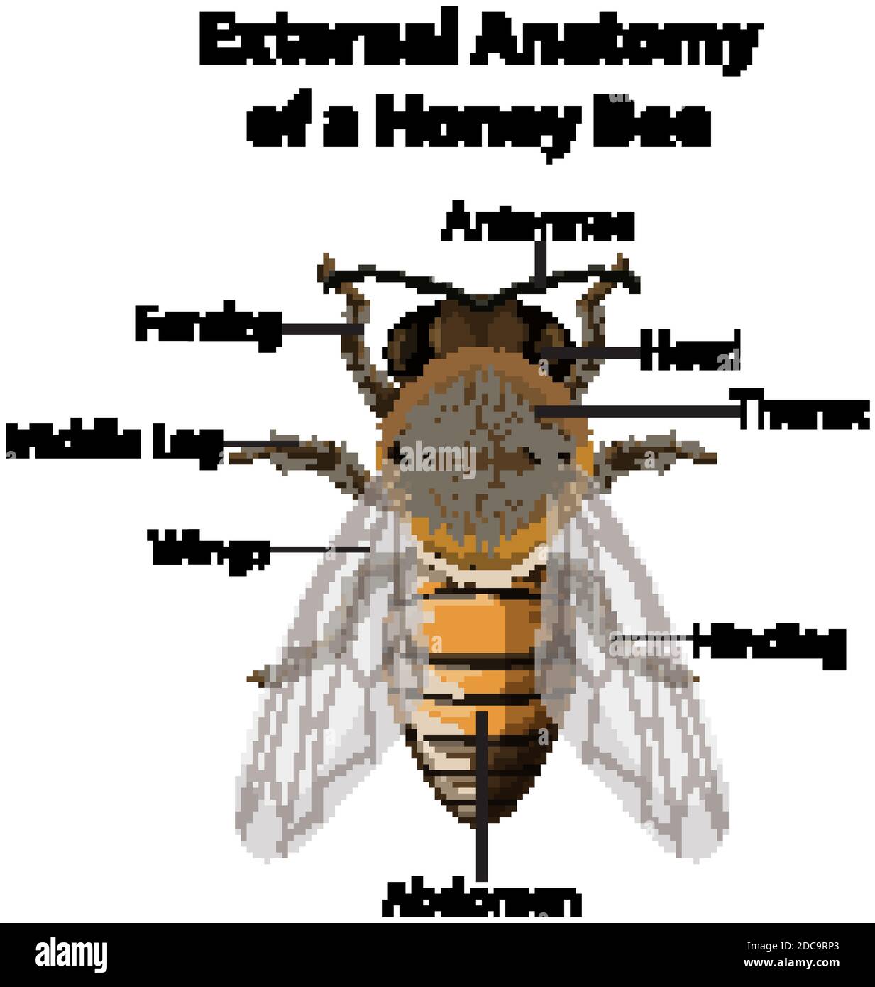 External Anatomy of a Honey Bee on white background illustration Stock ...