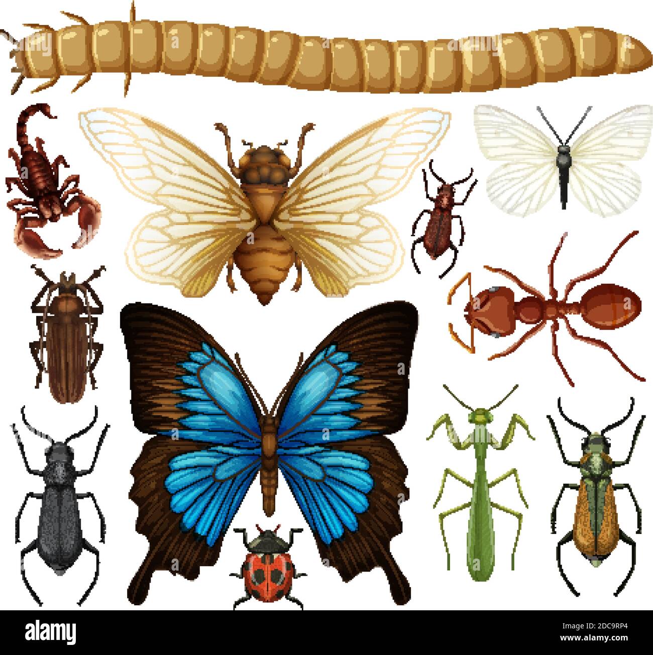 Different insects collection isolated on white background illustration ...