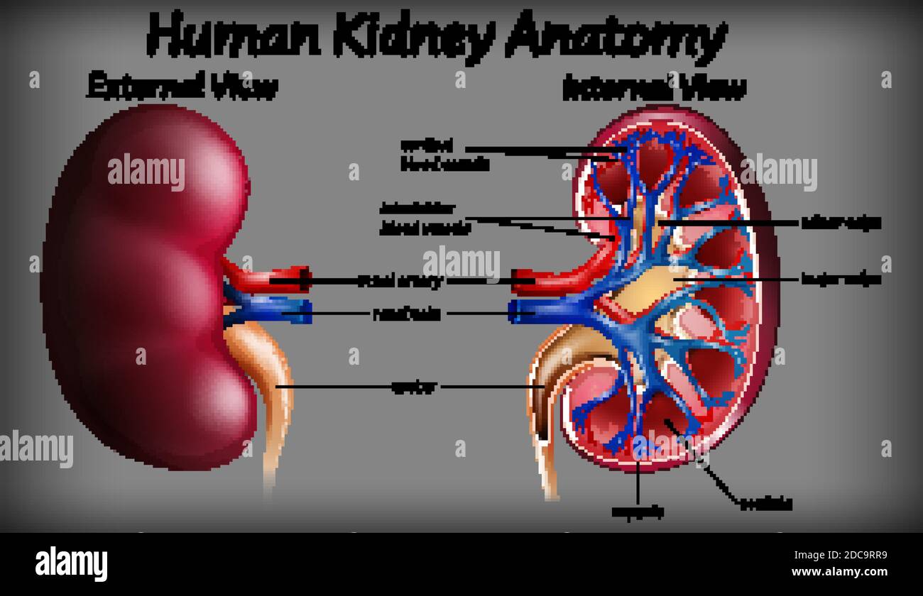 Medical human kidney anatomy illustration Stock Vector Image & Art - Alamy