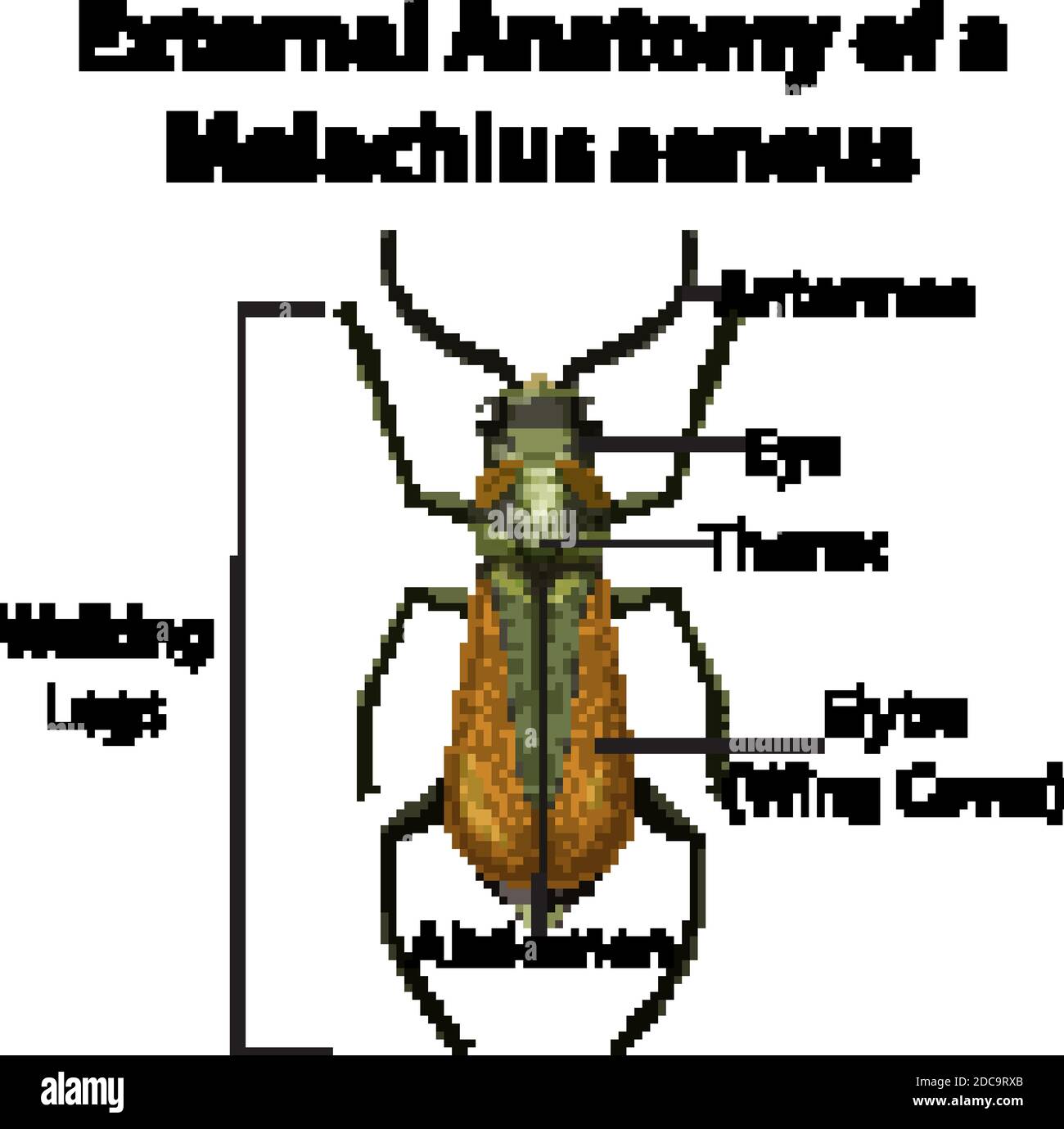 External Anatomy of a Malachius aeneus on white background illustration ...