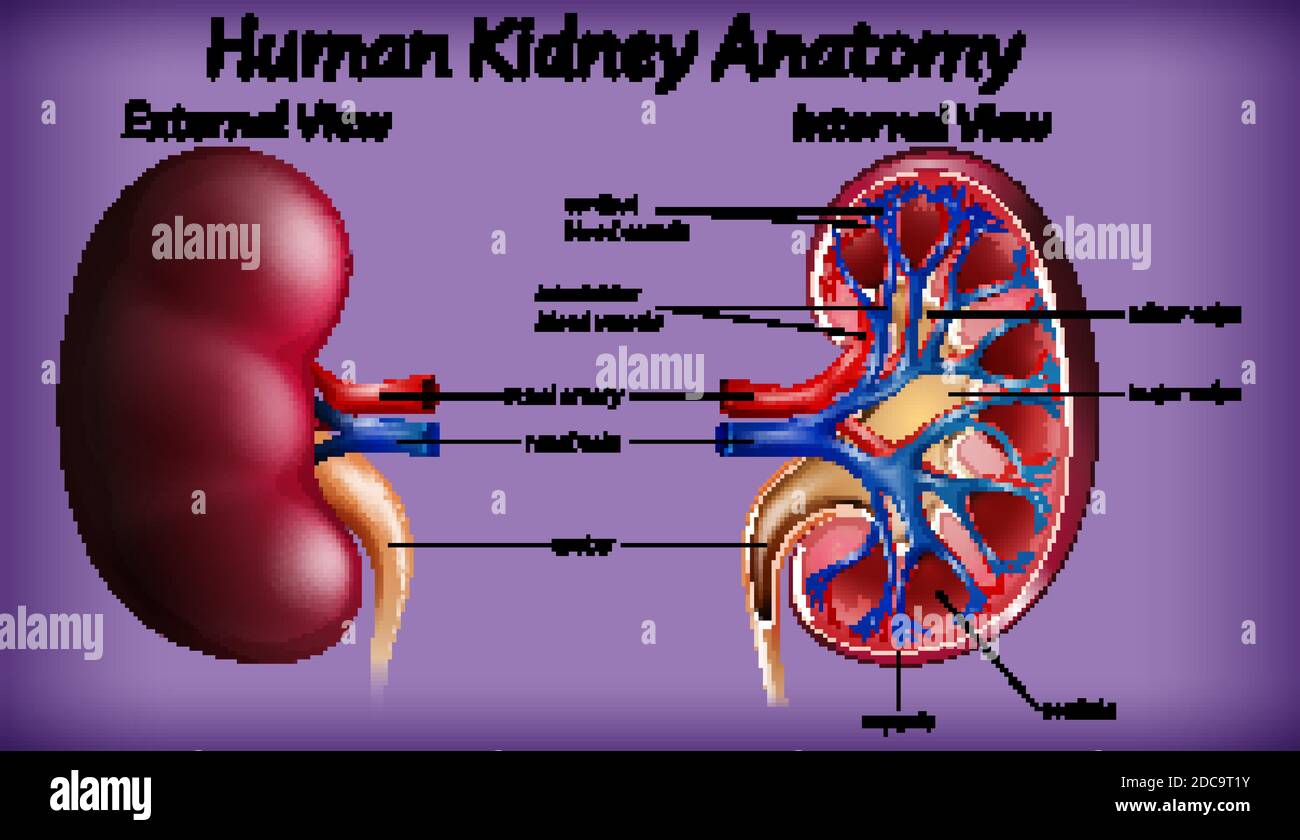 Medical human kidney anatomy illustration Stock Vector Image & Art - Alamy