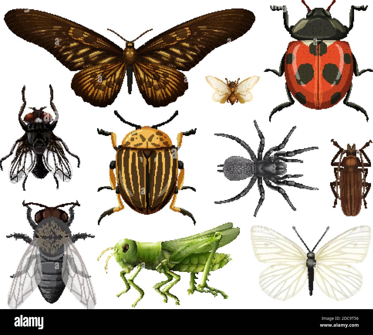 Different insects collection isolated on white background illustration ...