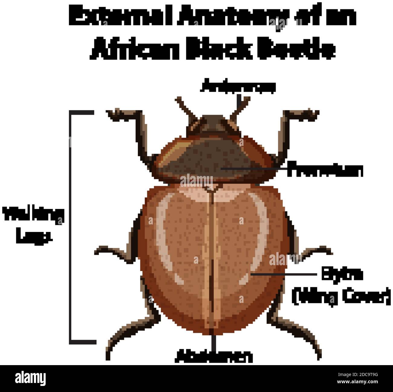 African black beetle Stock Vector Images - Alamy