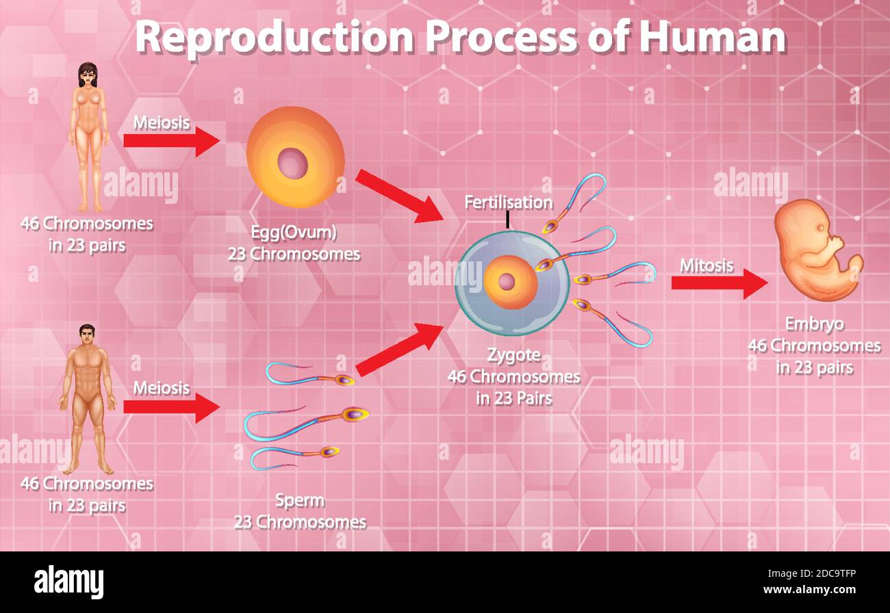 Reproductive process of human illustration Stock Vector Image & Art - Alamy