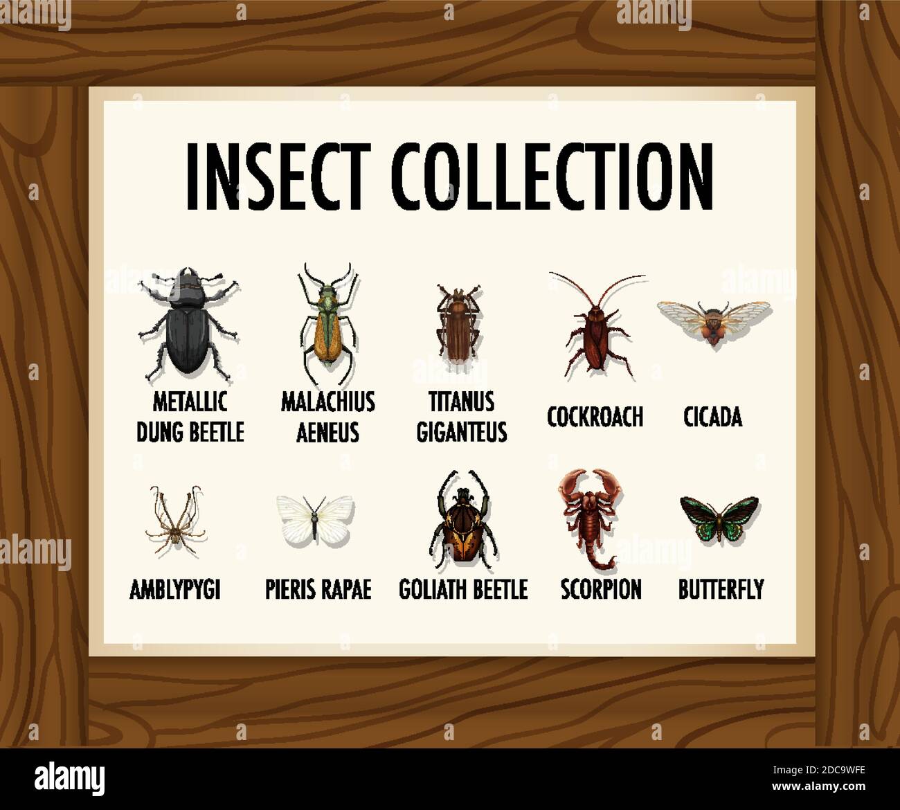 Insects collector Stock Vector Images - Alamy