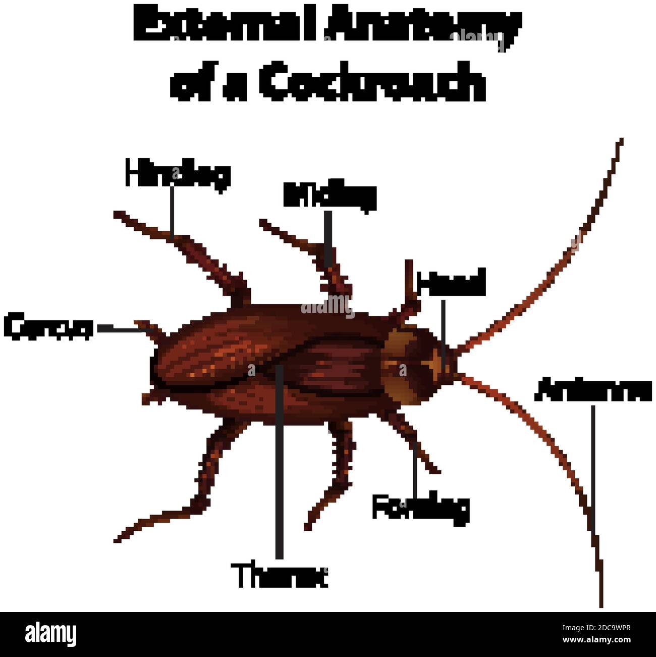 External Anatomy of a Cockroach on white background illustration Stock ...