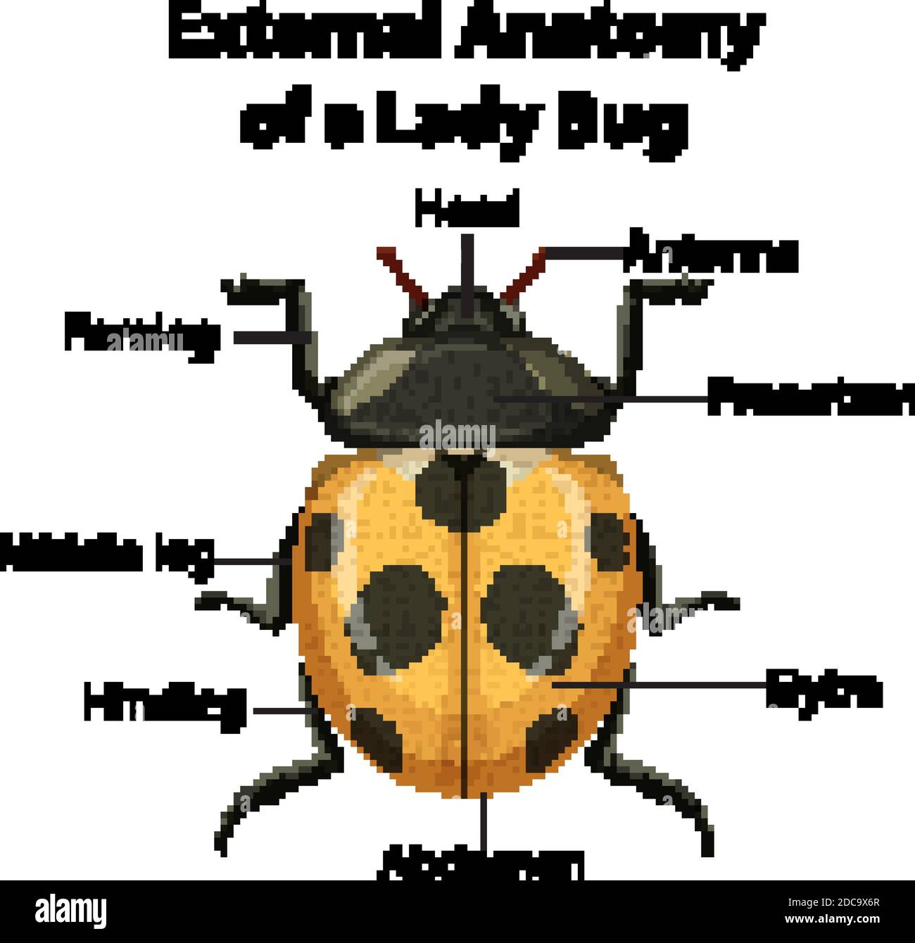 External Anatomy of a ladybug on white background illustration Stock ...