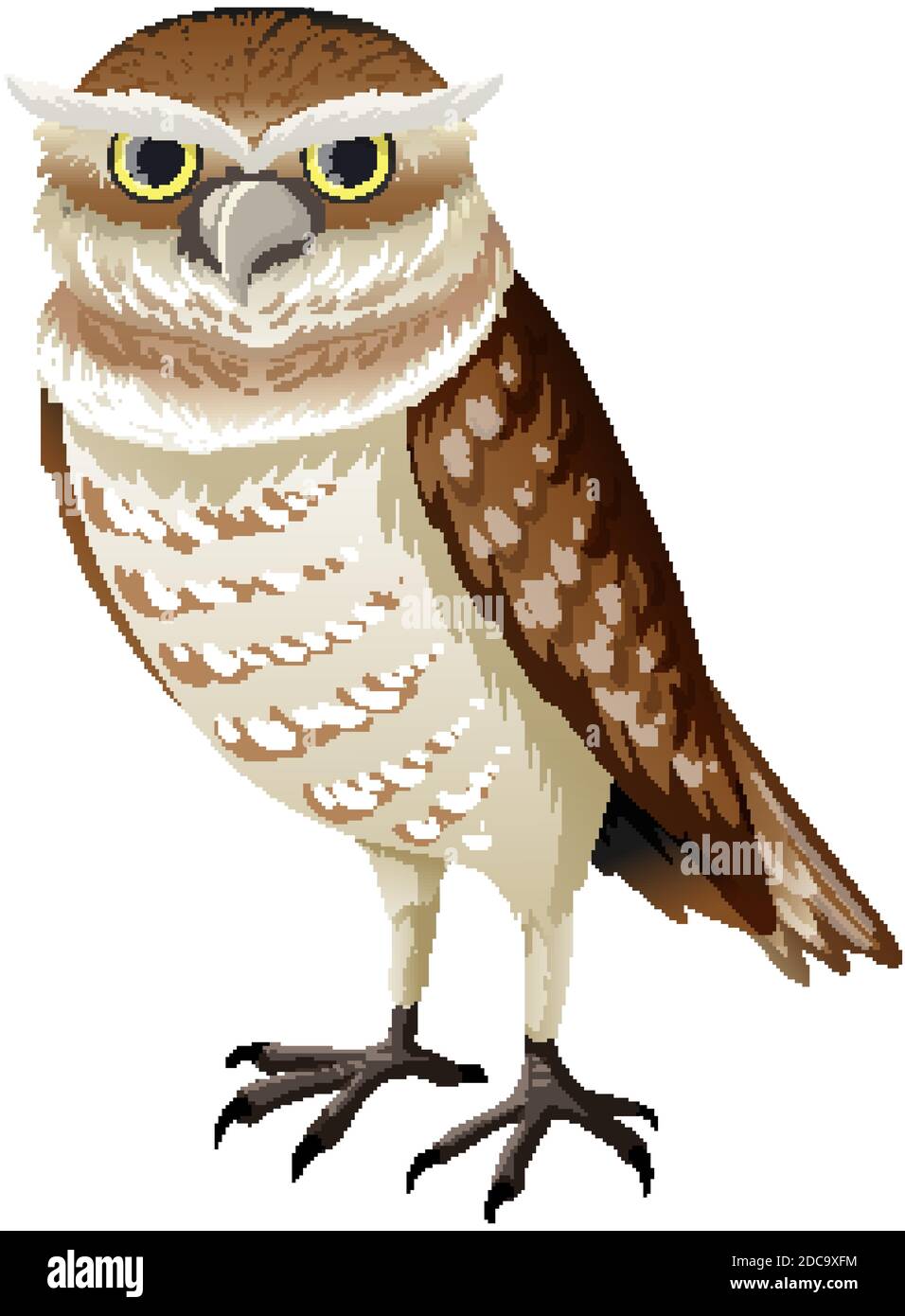 Burrowing owl isolated on white background illustration Stock Vector ...