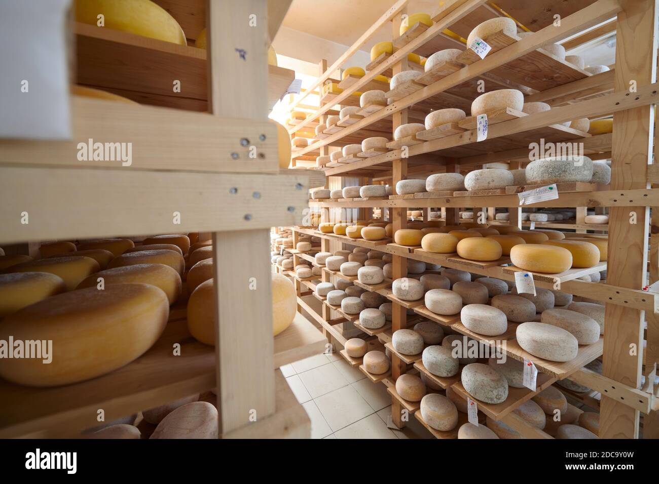 Cheese factory production shelves with aging old cheese Stock Photo - Alamy