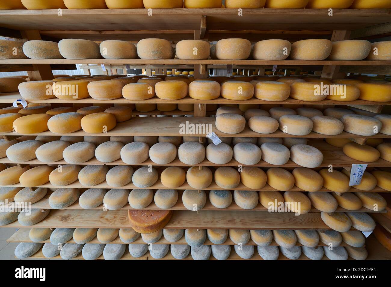Cheese factory production shelves with aging old cheese Stock Photo - Alamy