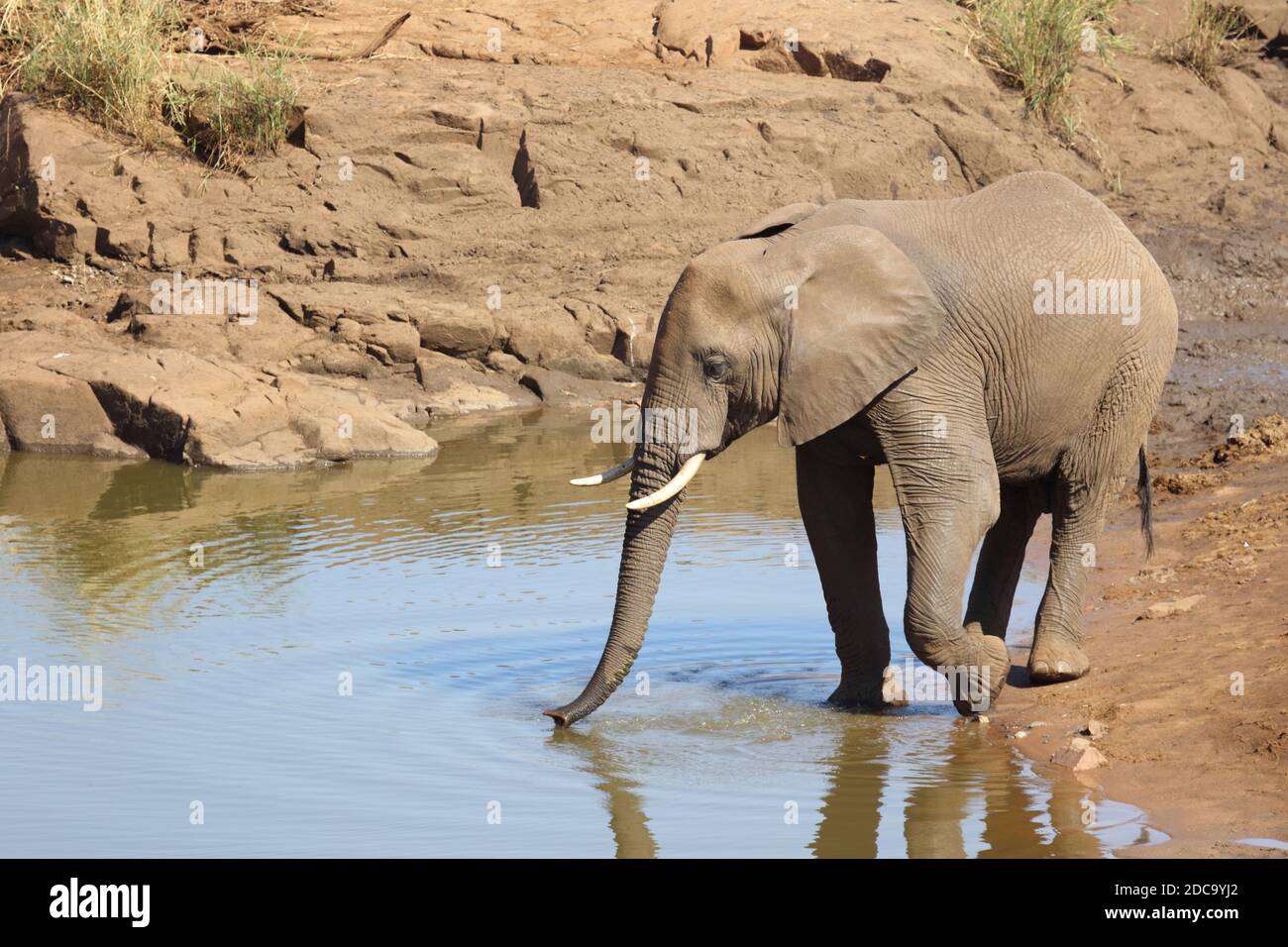 Afrikanischer Elefant / African elephant / Loxodonta africana Stock ...