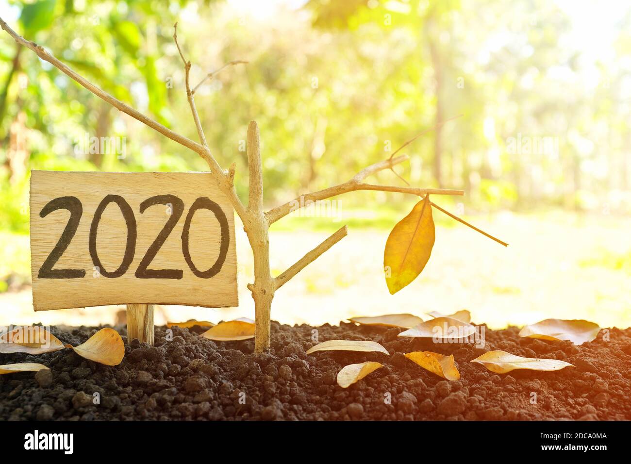 A tree branch with a single remaining last leaf hanging beside a 2020 ...