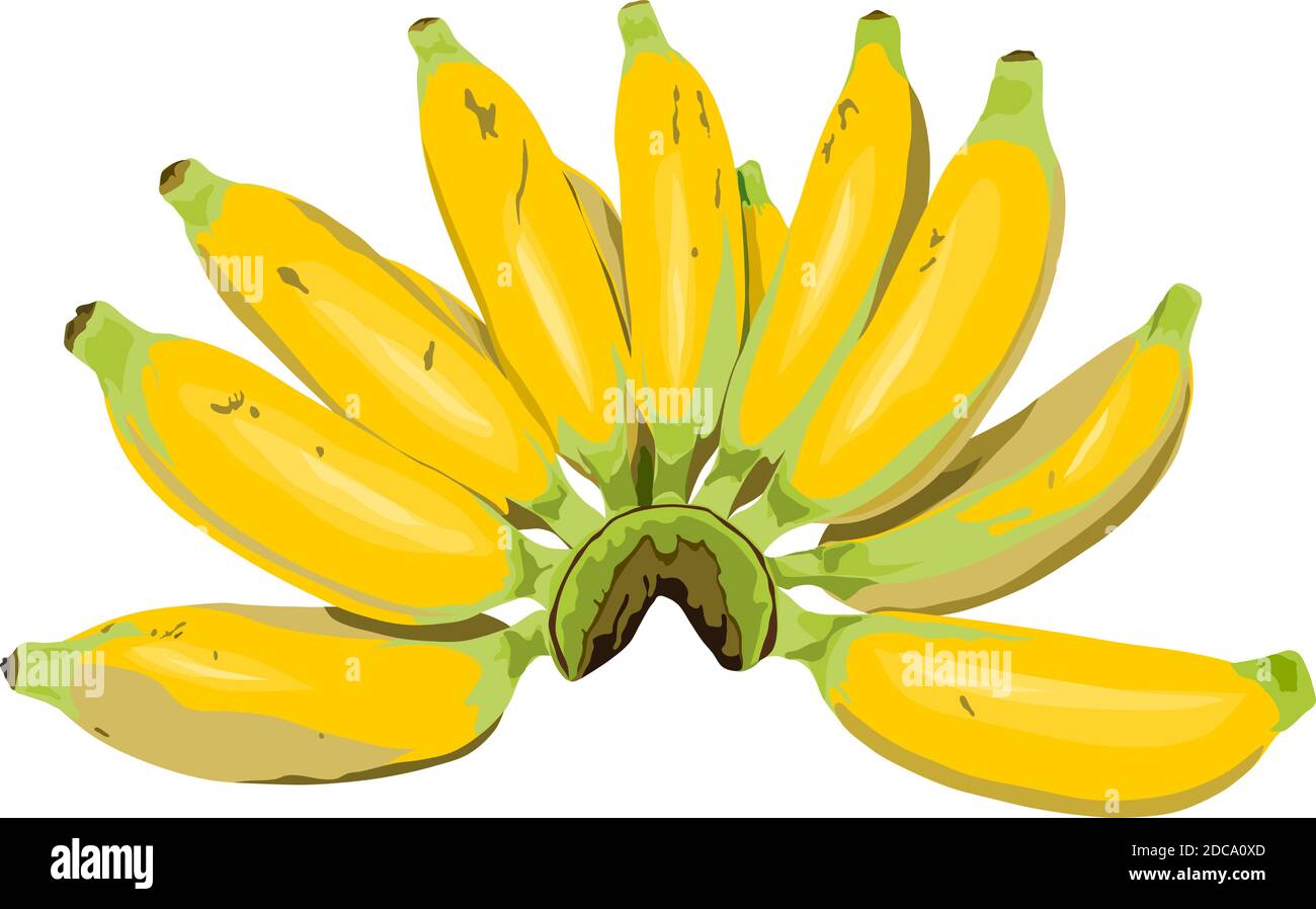 Vector of a bunch of banana Stock Vector Image & Art - Alamy