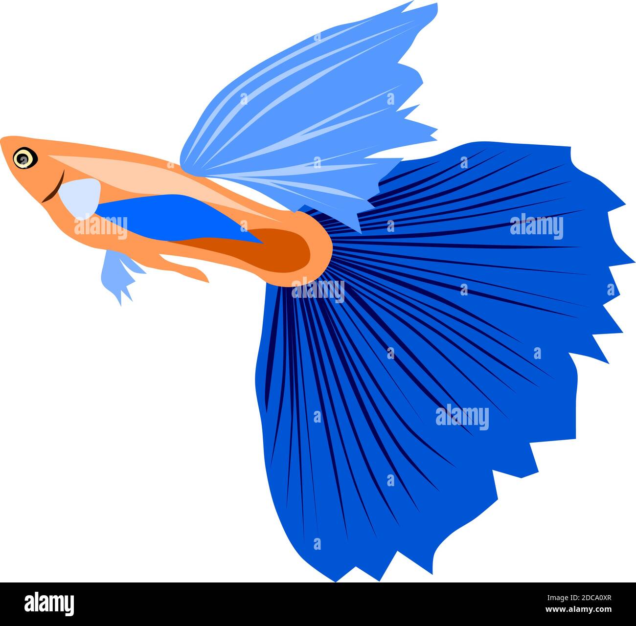 Vector of a guppy fish Stock Vector Image & Art - Alamy