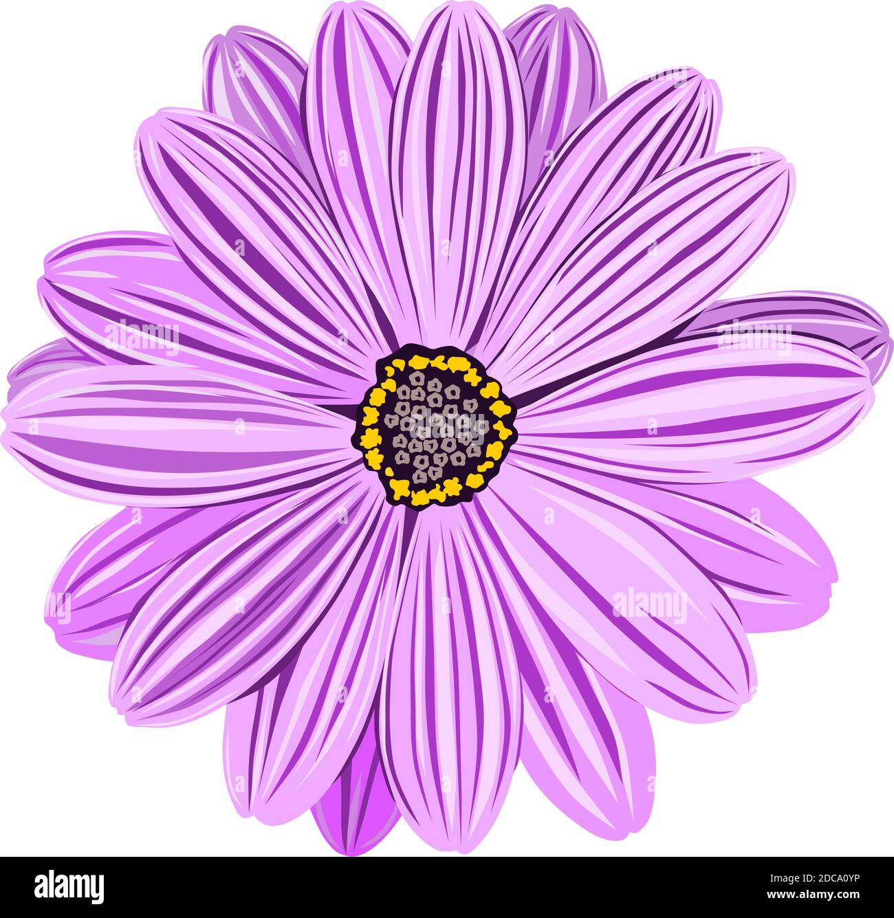 Vector of a daisy flower Stock Vector Image & Art - Alamy
