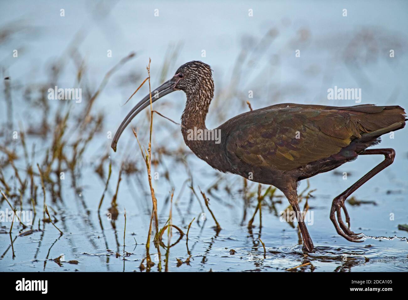 White faced ibis hi-res stock photography and images - Alamy