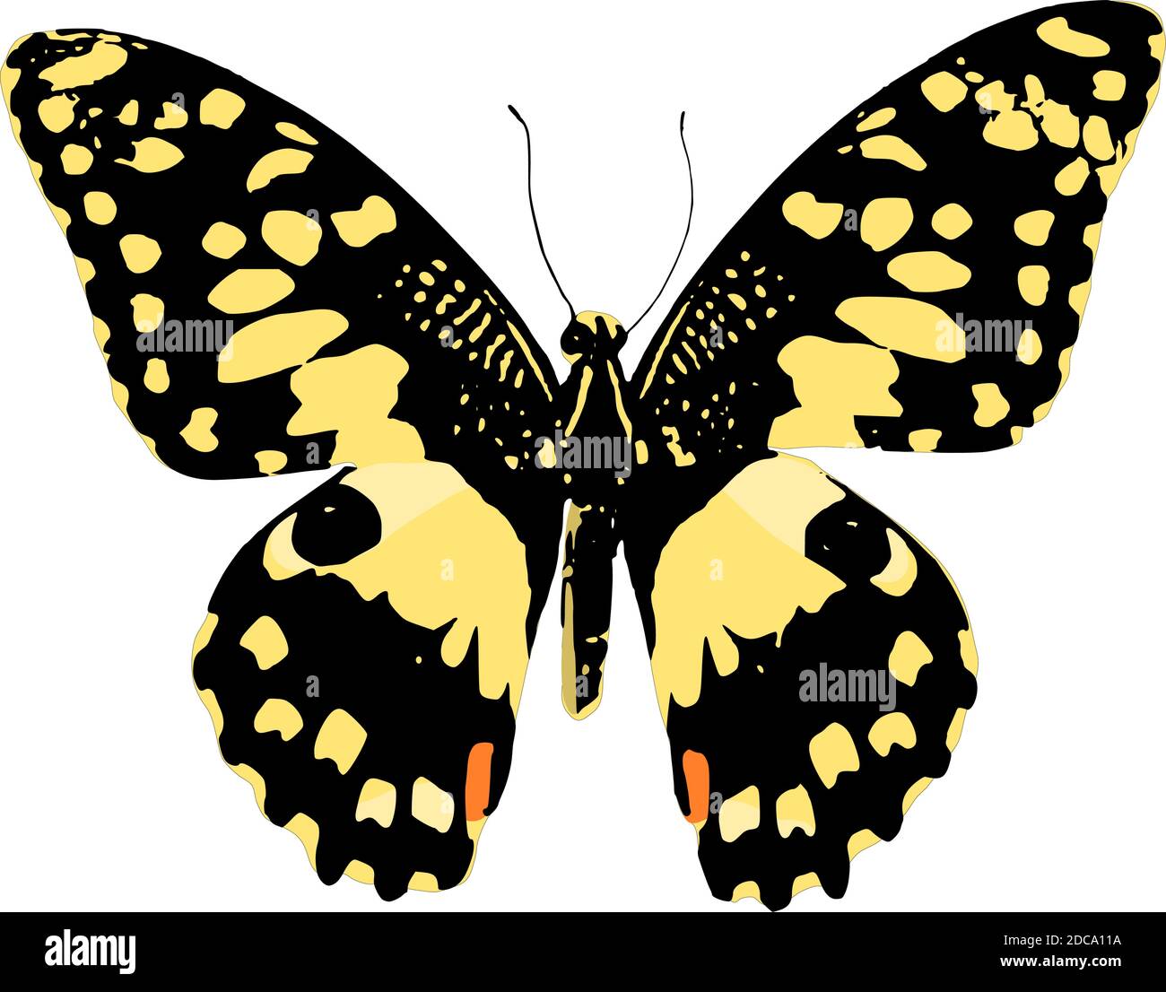 Vector of butterfly Stock Vector Image & Art - Alamy