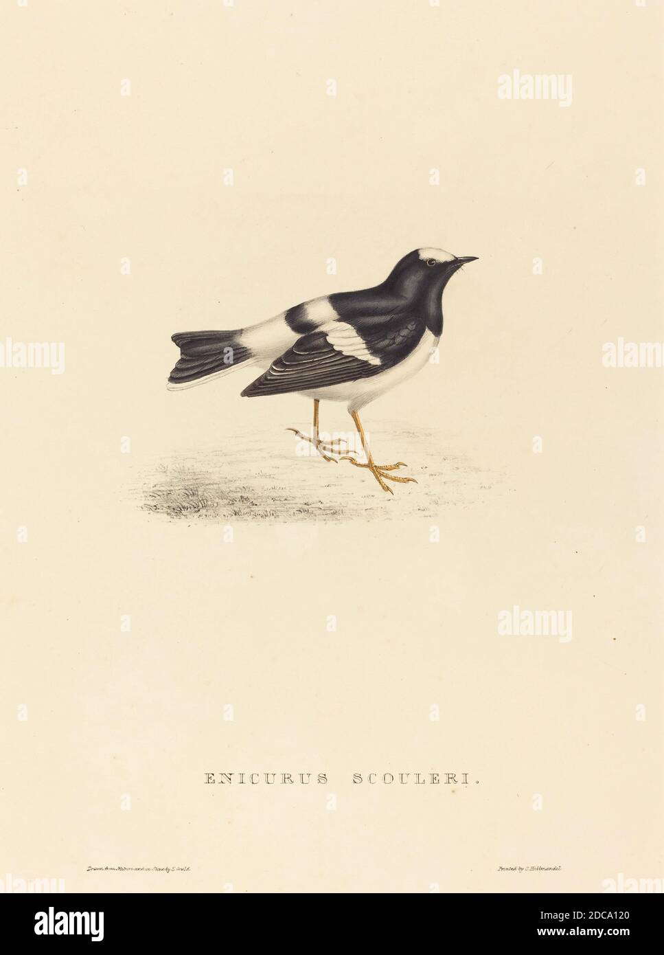 Elizabeth Gould, (artist), British, 1804 - 1841, Enicurus Scouleri ...