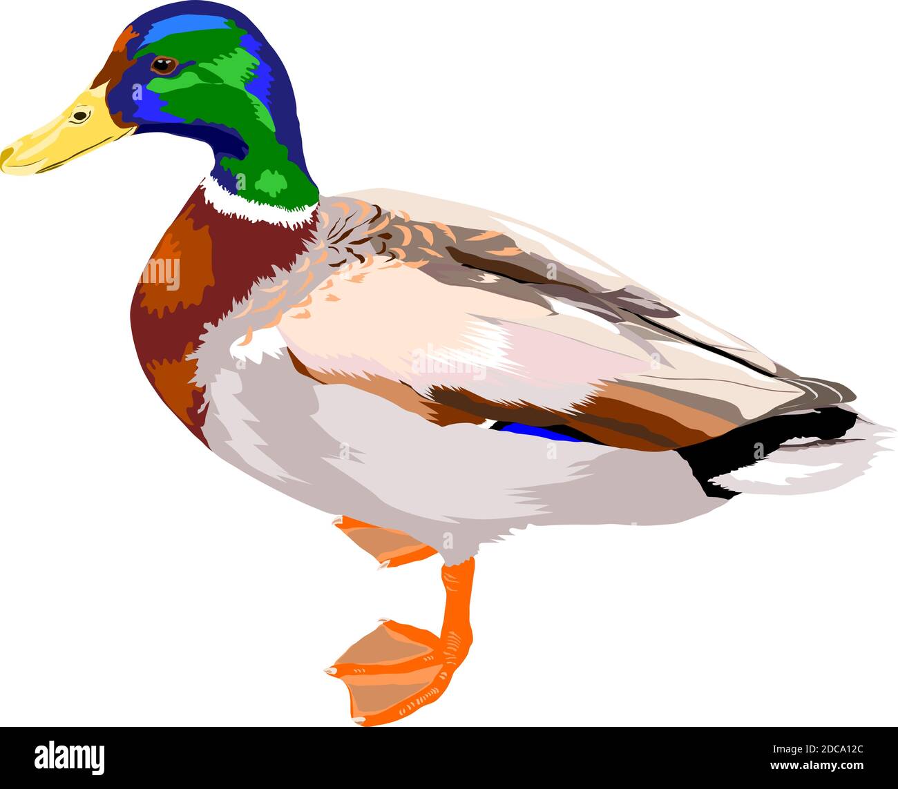 vector of a mallard duck Stock Vector Image & Art - Alamy